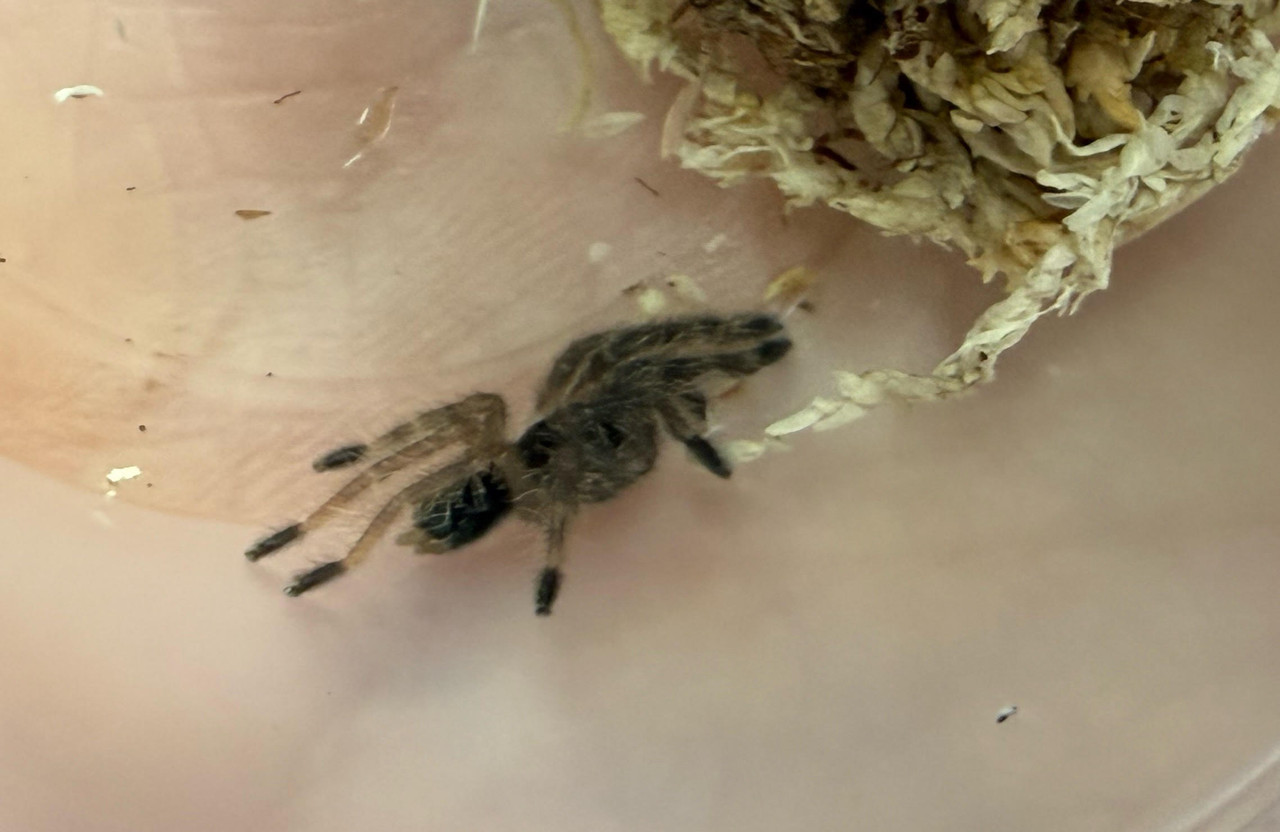 Skeleton Leg Tarantula