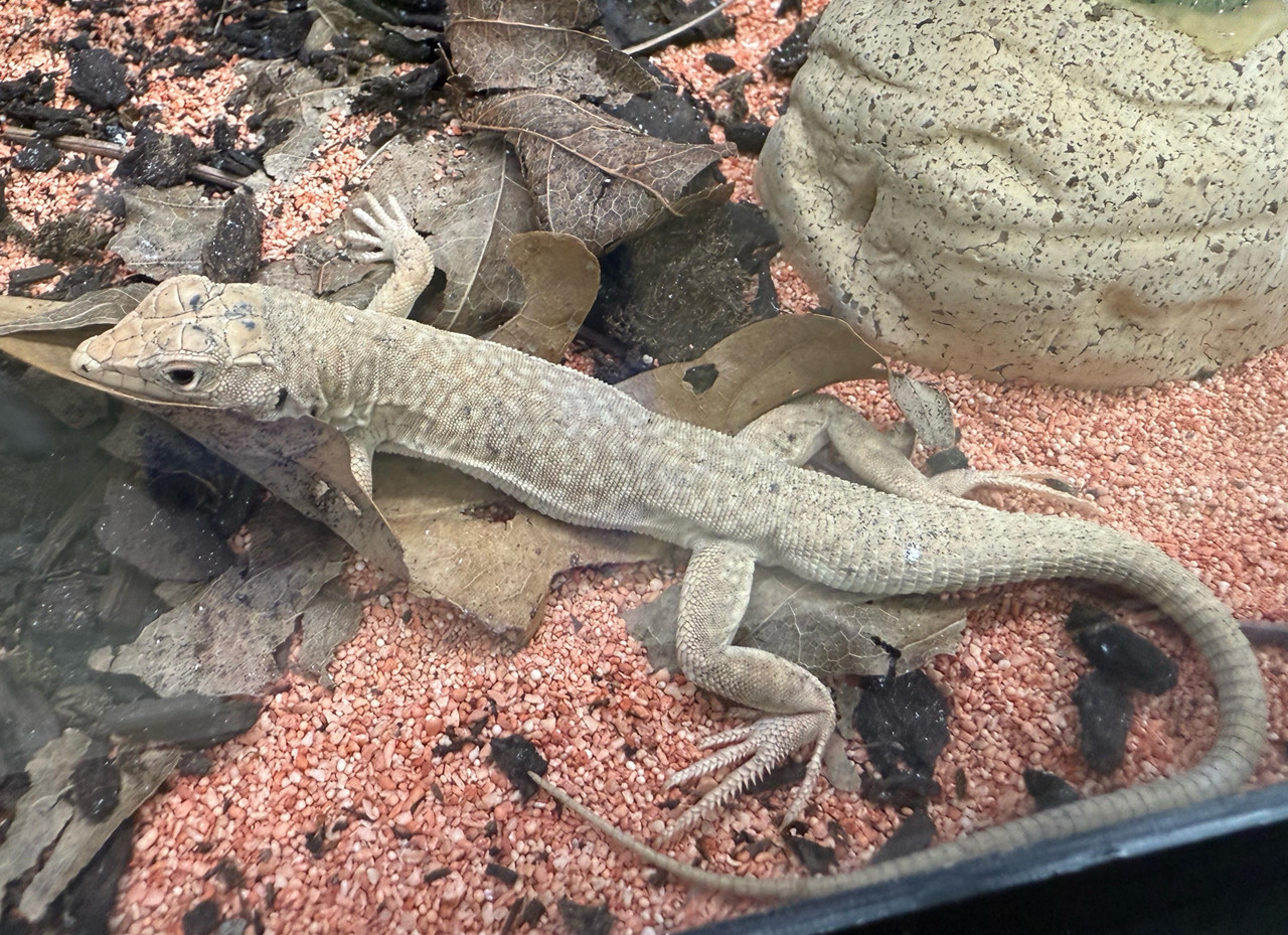 Leopard Lizard