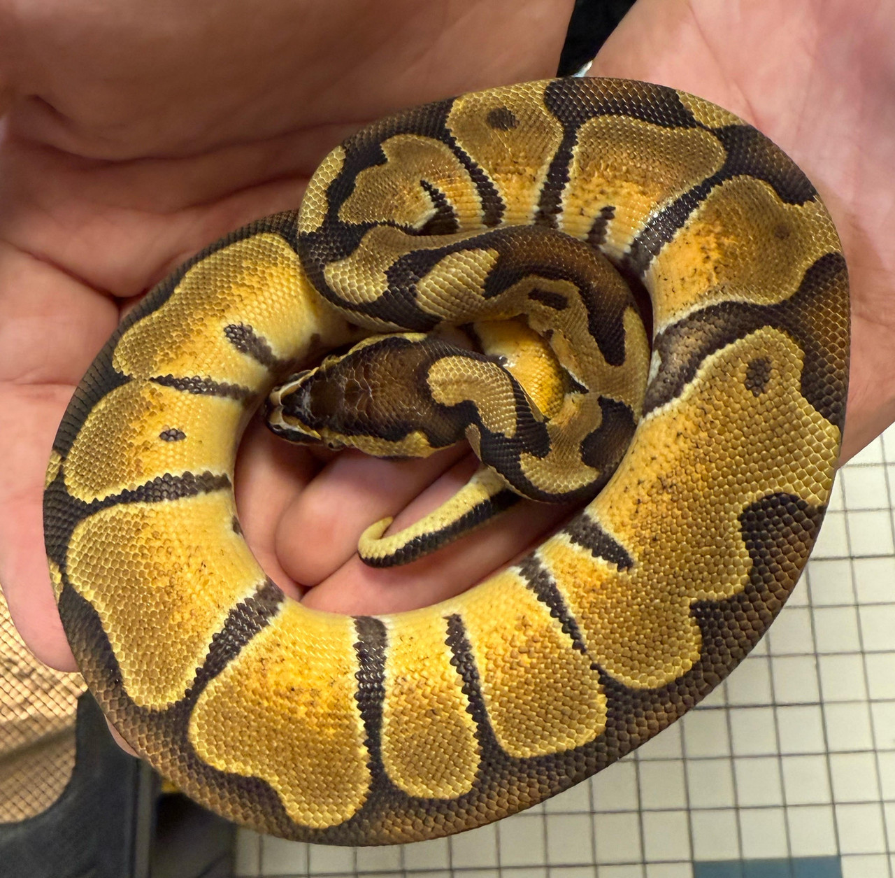 Enchi Scaleless Head Ball Python