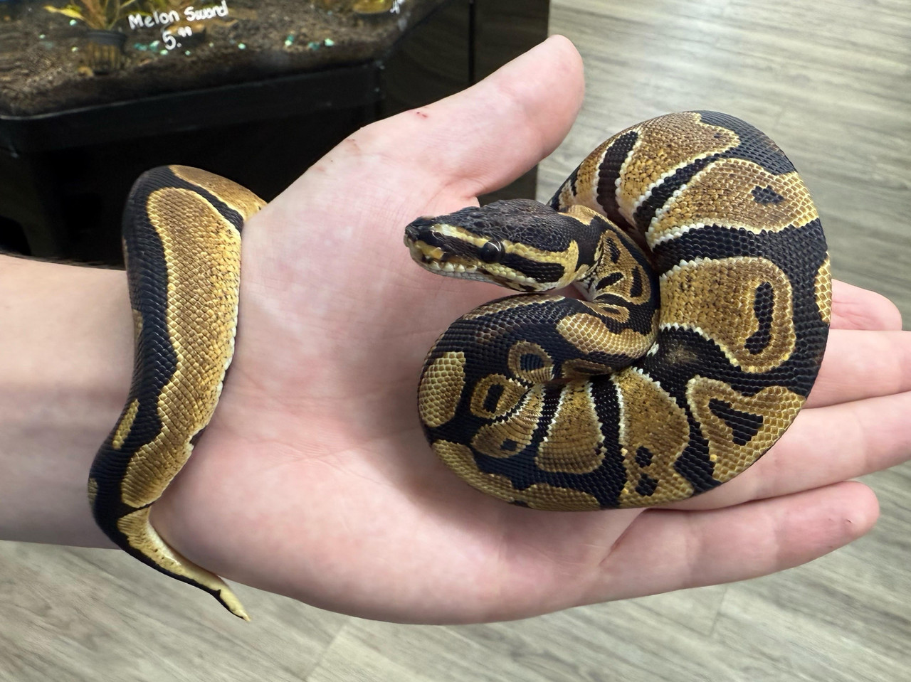 Scaleless Head Ball Python