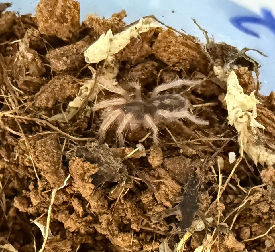 Pumpkin Patch Tarantula