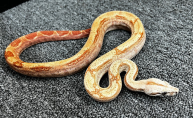 Sunglow Boa