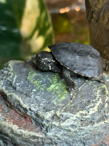 Musk Turtle