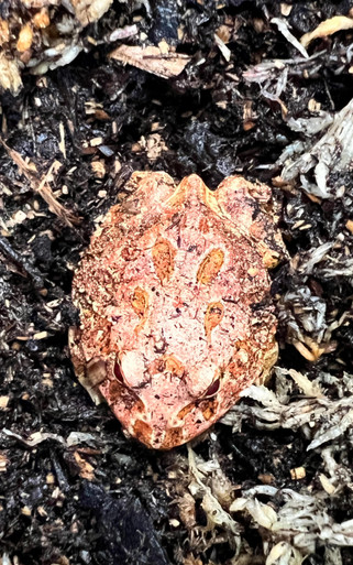 Raspberry Pacman Frog