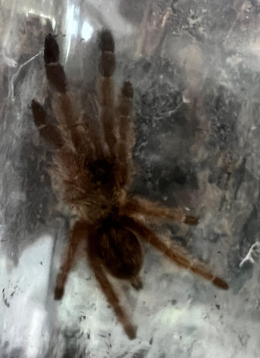 Caribbean Diamond Tarantula