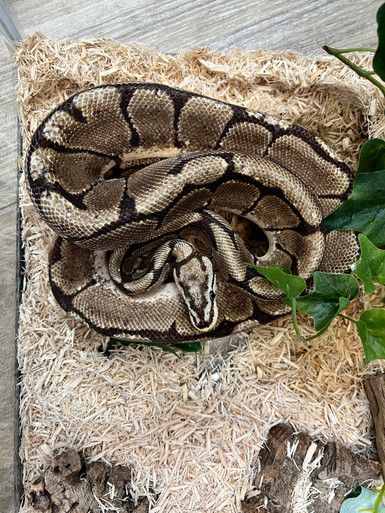 Spider Ball Python