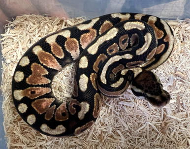 Cinnamon Enchi Ball Python