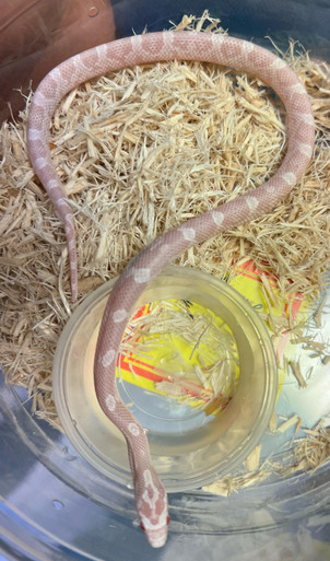 Snow Cornsnake