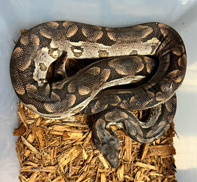 Dumeril's Boa