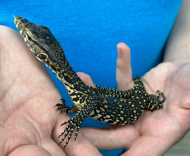 Water Monitor