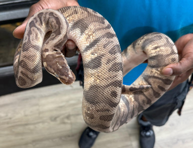 Enchi GHI Hidden Gene Woma Ball Python