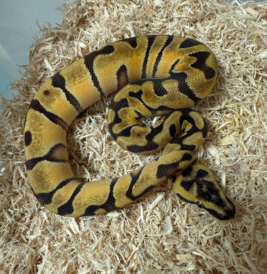 Super Enchi Pastel Scaleless Head Ball Python