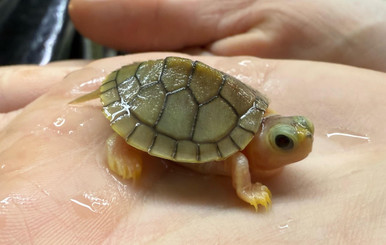 Pink Caramel Red Ear Slider Turtle