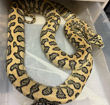Jungle Jag Carpet Python