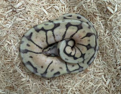 Killer Bee Het Pied Ball Python