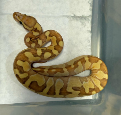 Lesser Enchi Banana Scaleless Head Ball Python
