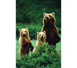 Three Bears College Dorm Poster - outdoor, wildlife-inspired bear ...