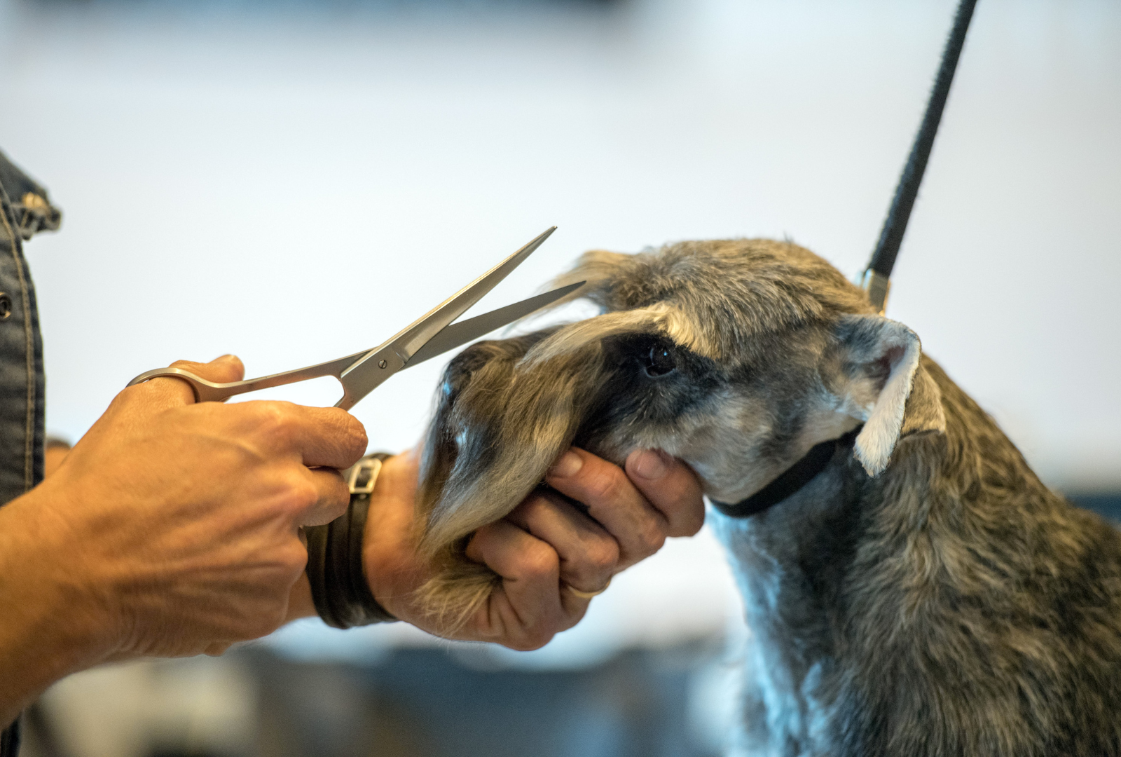 Understanding Dog Grooming Shears: Cutting Through the Noise ...