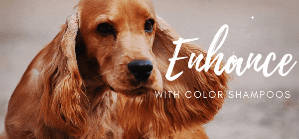 How to Use Color Enhancing Shampoos - Cherrybrook Pet Supplies