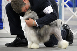 Greg Strong Breed Handling Seminar