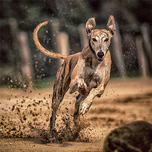 Greyhound - Cherrybrook Pet Supplies