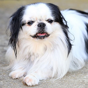 Miniature Japanese Chin