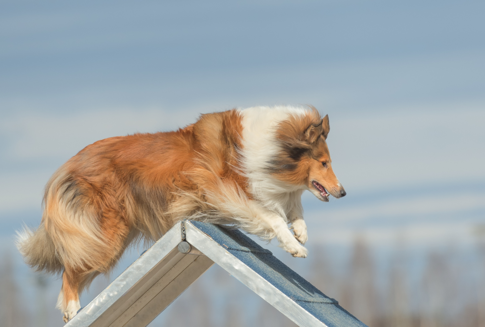 Spring Into Action: Fun Exercise Ideas for Your Canine Companion ...