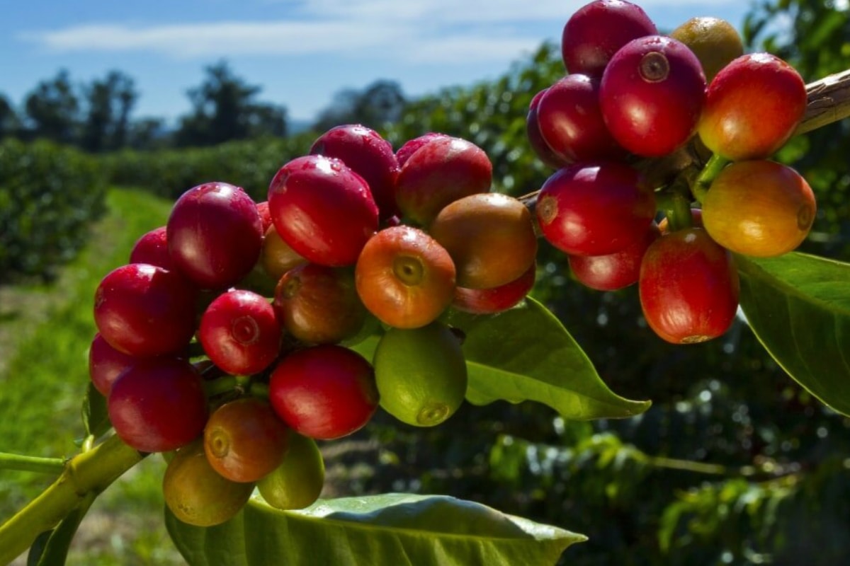 Hawaii Coffee Company