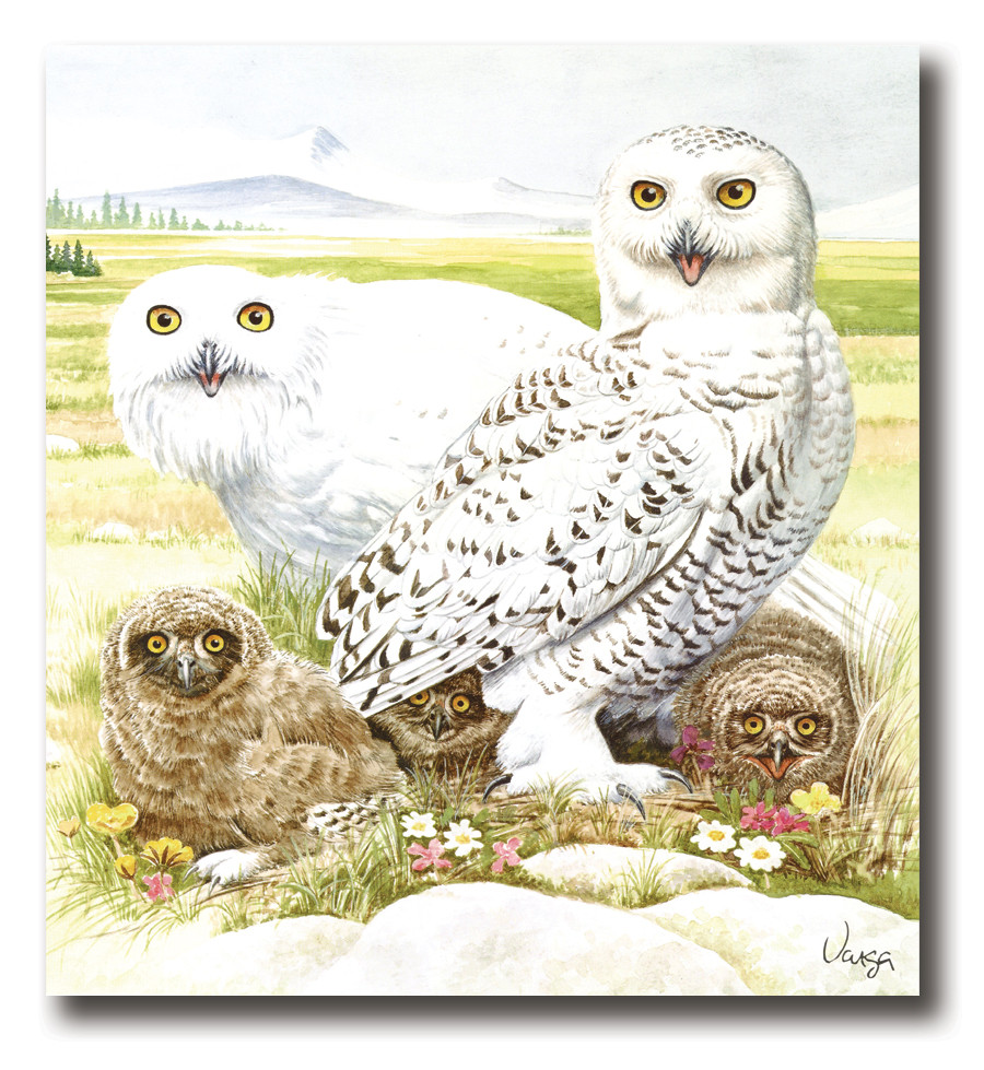 38537A - 2002 Audubon Snowy Owl Print by Pál Varga - limited production ...