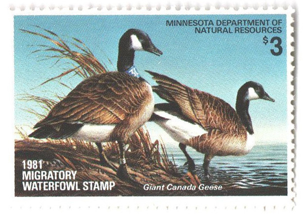 SDMN5 - 1981 Minnesota State Duck Stamp - Mystic Stamp Company