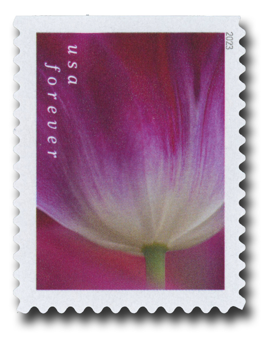 5785 - 2023 First-Class Forever Stamp - Tulip Blossoms: White Tulip ...