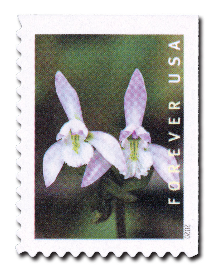 5452 - 2020 First-Class Forever Stamp - Wild Orchids (booklet ...