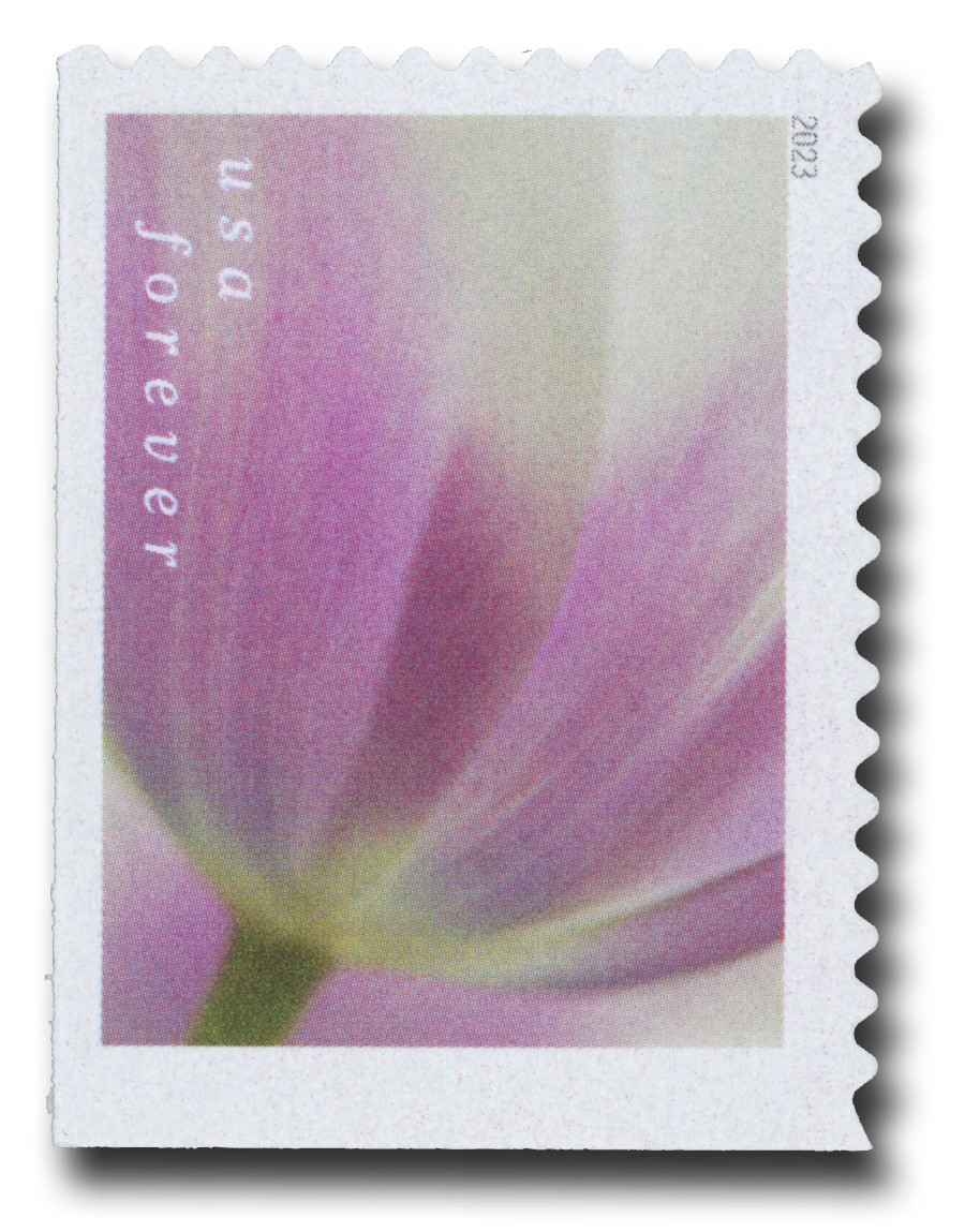 5786 - 2023 First-Class Forever Stamp - Tulip Blossoms: Pink Tulip and ...
