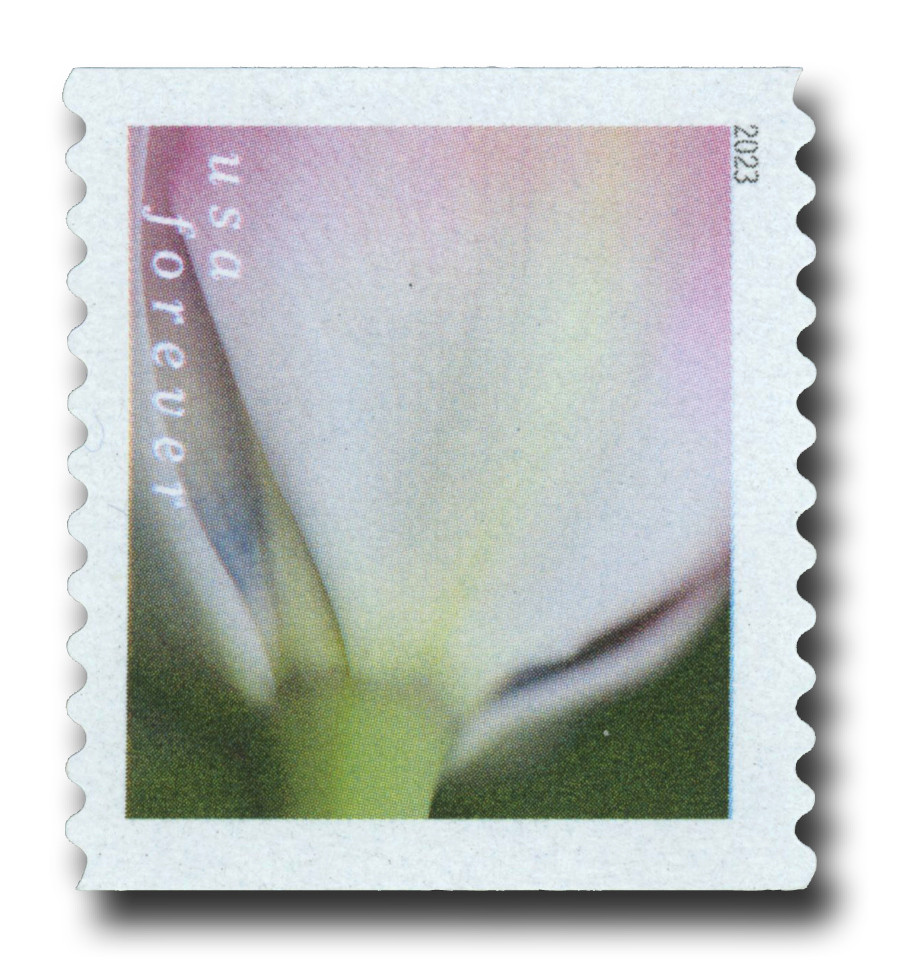 5772 - 2023 First-Class Forever Stamp - Tulip Blossoms: Dark Purple ...