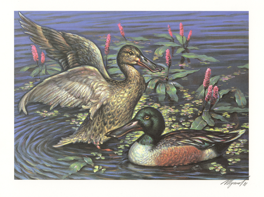 38155A - 1991 USSR Northern Shoveler Unframed Signed Print by Ivan Kozlov - Mystic Stamp Company