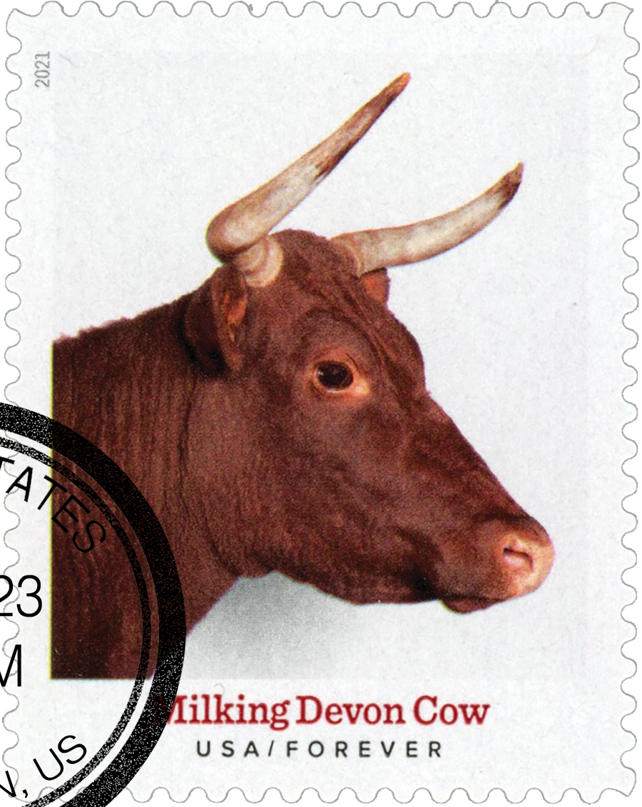 5585 - 2021 First-Class Forever Stamp - Heritage Breeds: Milking Devon ...