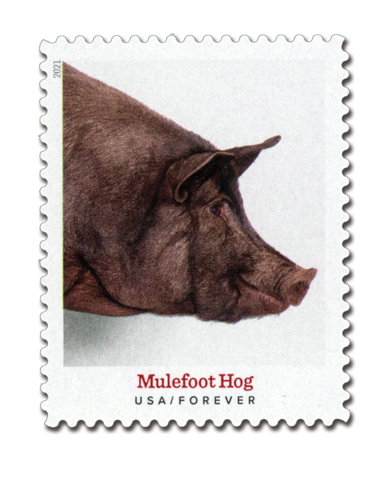 5583 - 2021 First-Class Forever Stamp - Heritage Breeds: Mulefoot Hog ...