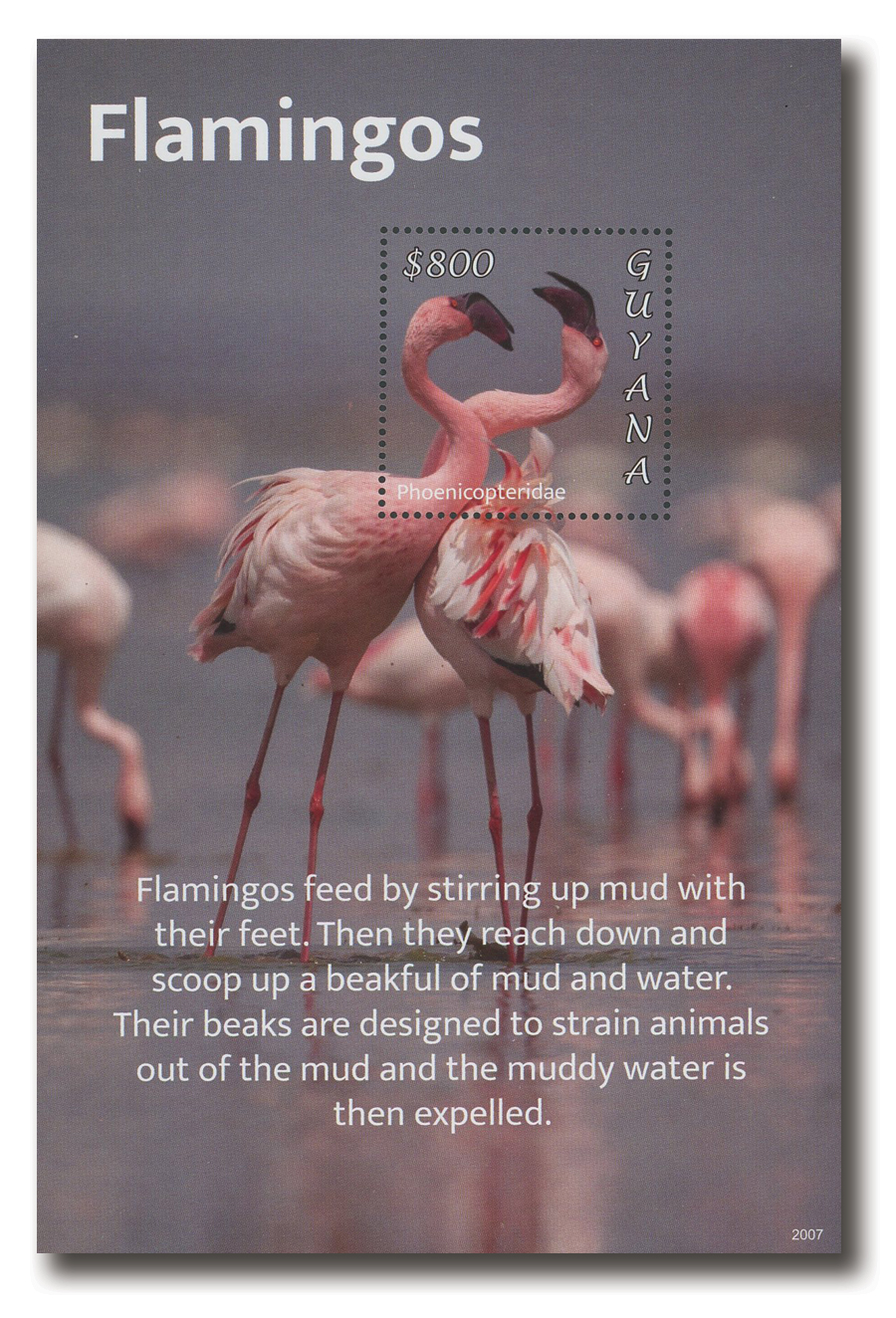 MFN315 - 2020 $800 Flamingos: 2 Flamingos, Mint Souvenir Sheet, Guyana ...