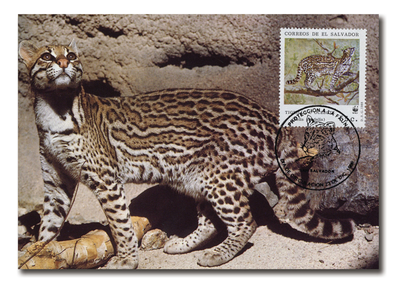 AC481 - 1988, El Salvador, Ocelot 5c - Mystic Stamp Company