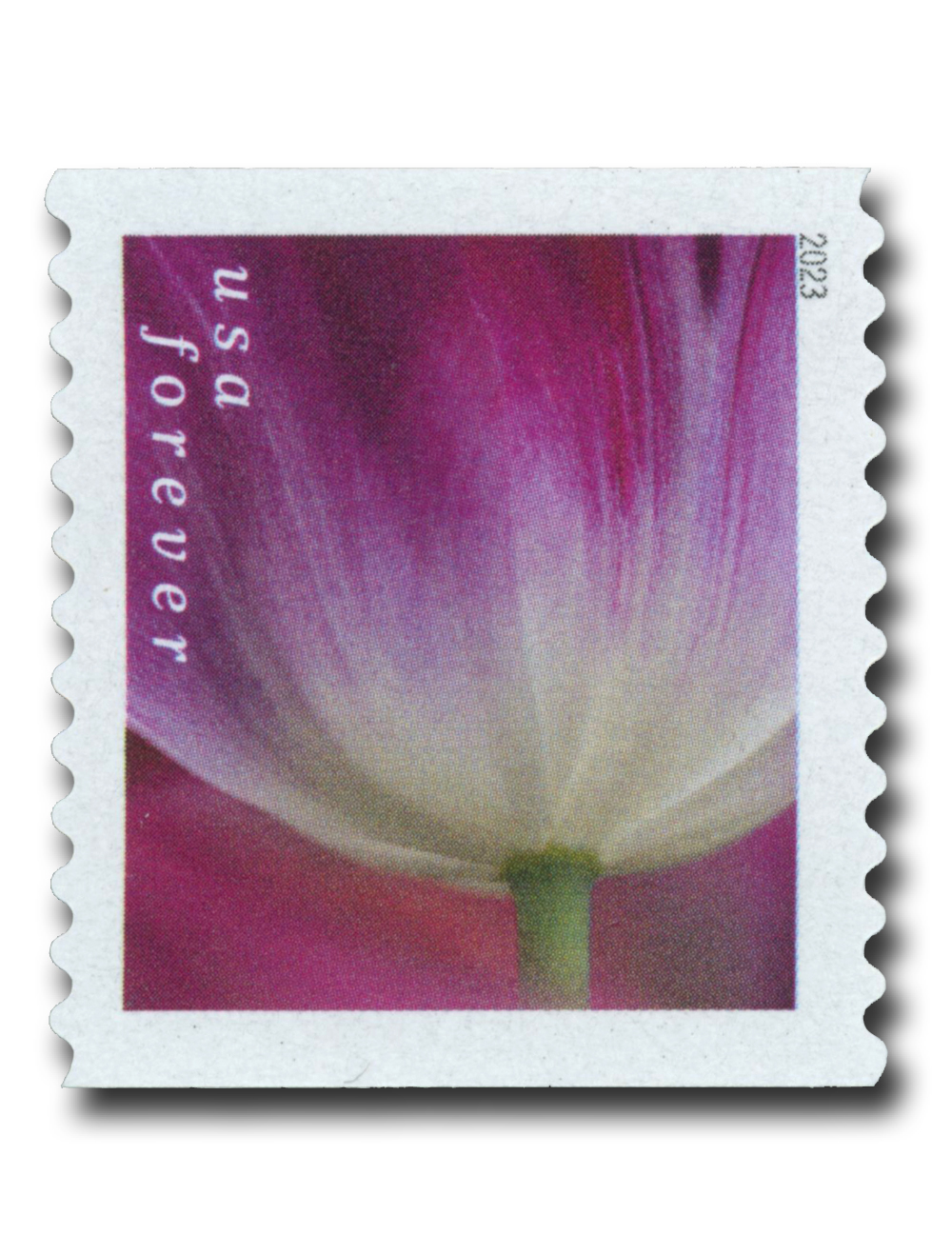 5768 - 2023 First-Class Forever Stamp - Tulip Blossoms: Purple Tulip ...