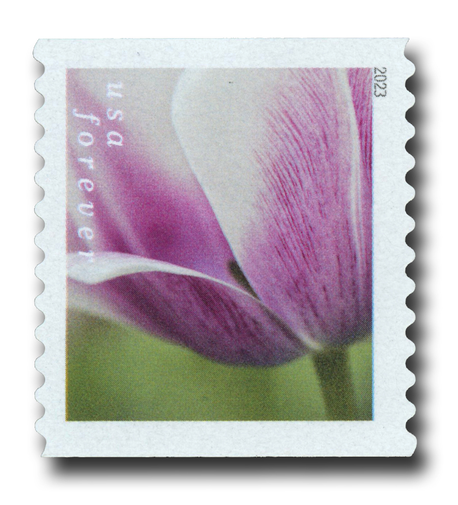 5776 - 2023 First-Class Forever Stamp - Tulip Blossoms: White Tulip ...