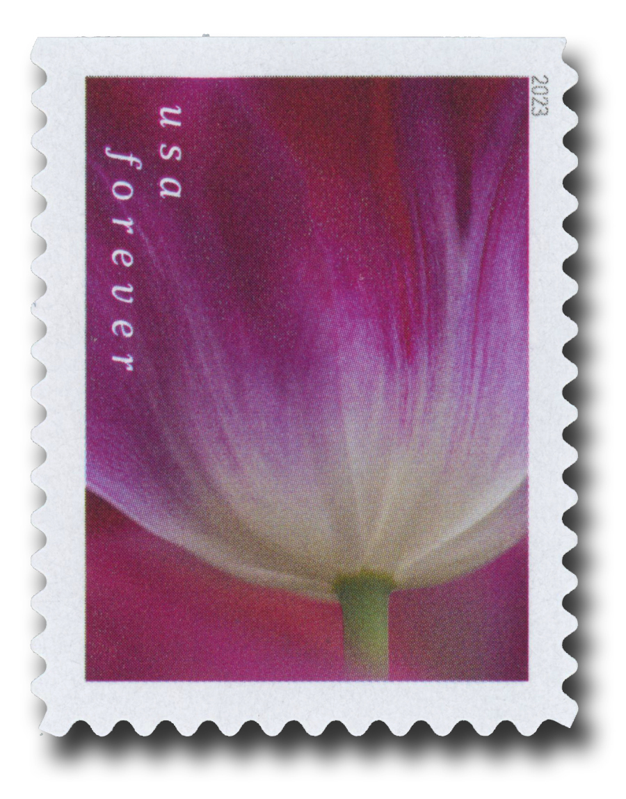 5781 - 2023 First-Class Forever Stamp - Tulip Blossoms: Purple Tulip ...