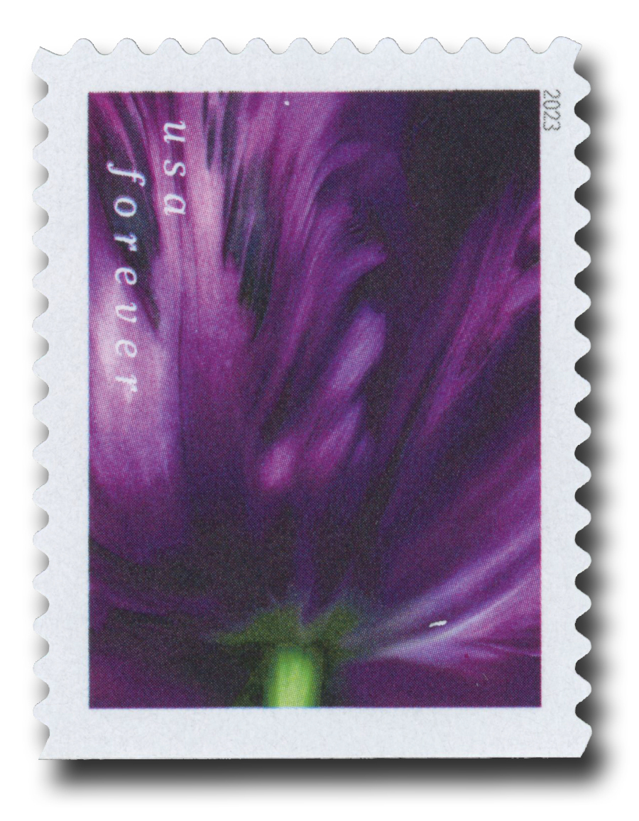 5784 - 2023 First-Class Forever Stamp - Tulip Blossoms: Dark Purple ...