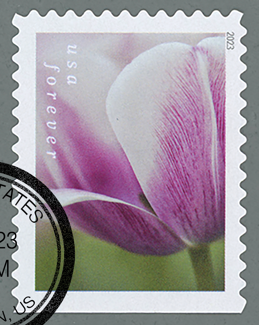 5785 - 2023 First-Class Forever Stamp - Tulip Blossoms: White Tulip ...