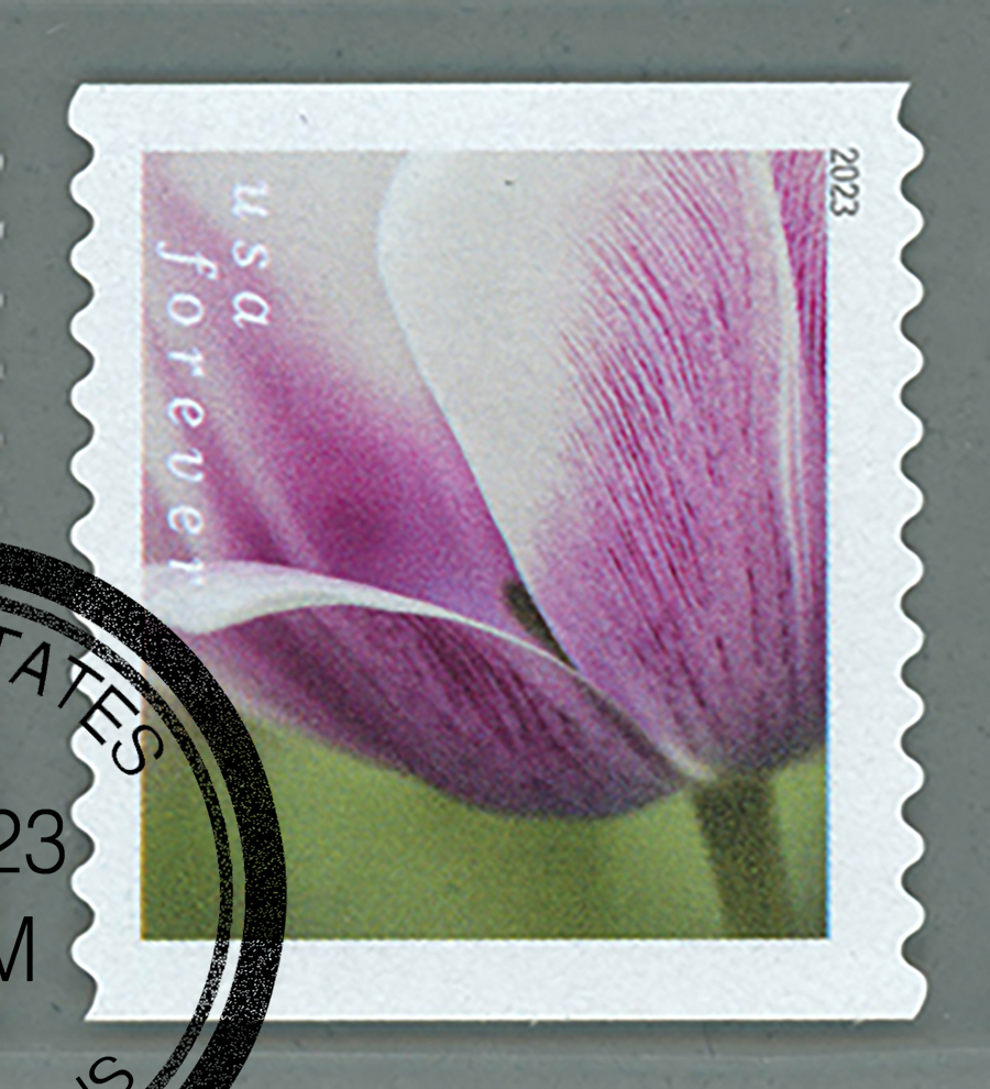 5776 - 2023 First-Class Forever Stamp - Tulip Blossoms: White Tulip ...