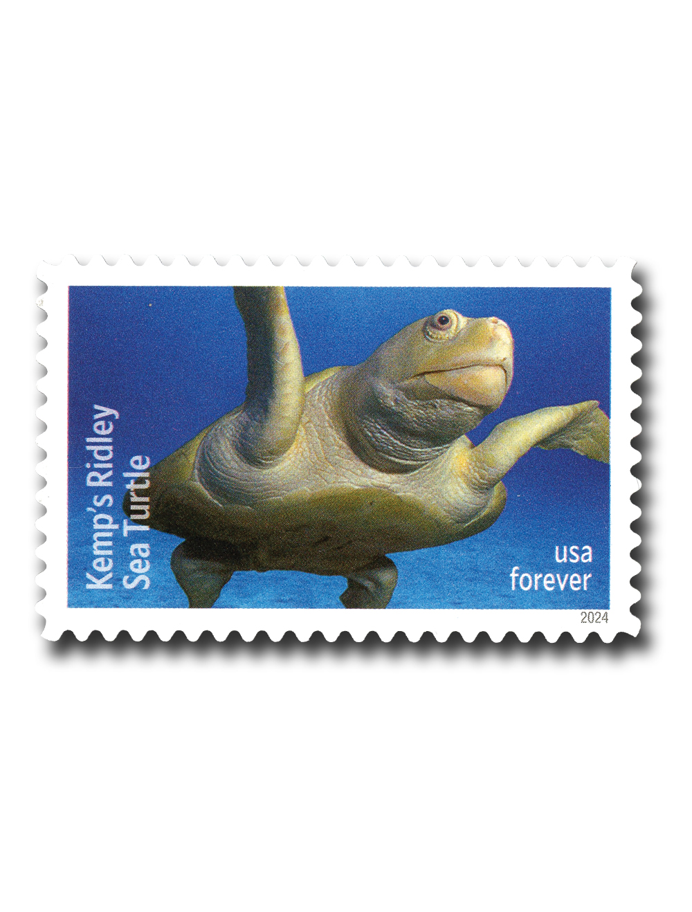 5865 - 2024 First-Class Forever Stamp - Protect Sea Turtles: Kemp's ...