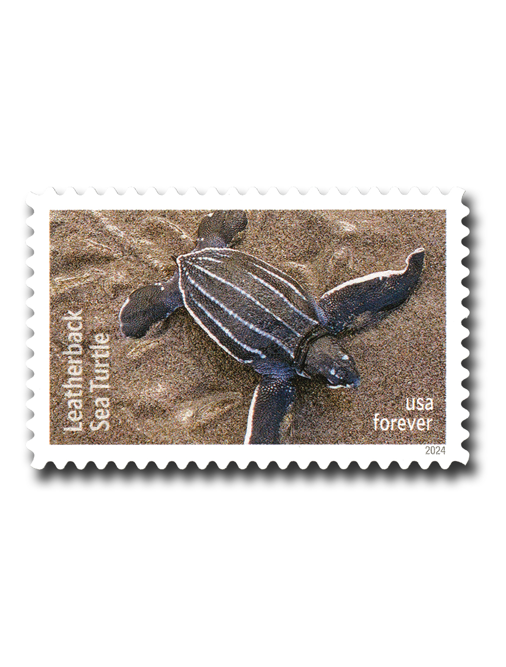 5867 - 2024 First-Class Forever Stamp - Protect Sea Turtles ...