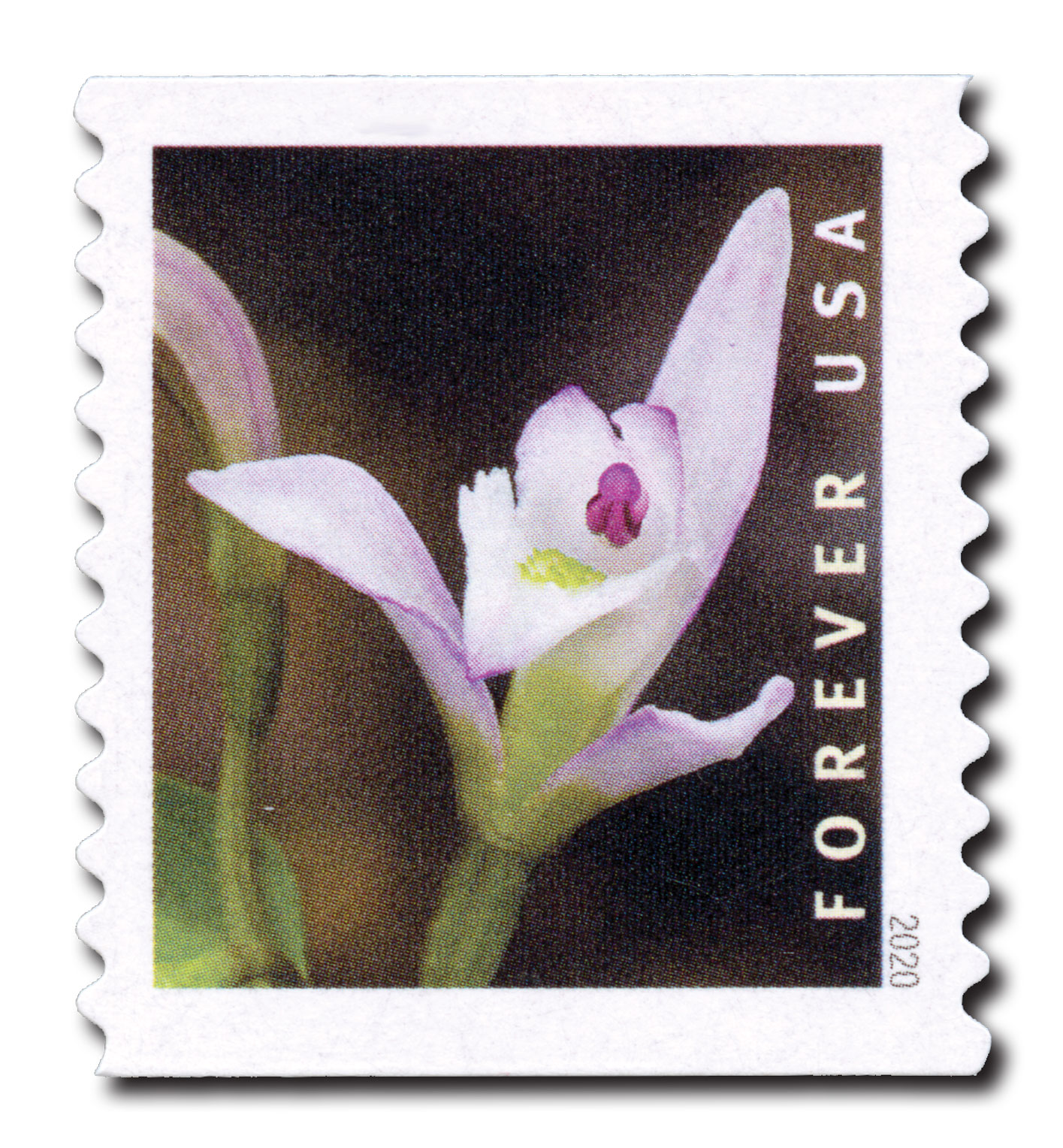 5444 - 2020 First-Class Forever Stamp - Wild Orchids (coil): Triphora ...