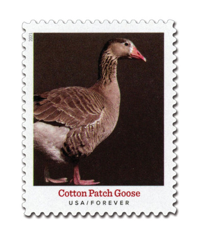 5588 - 2021 First-Class Forever Stamp - Heritage Breeds: Cotton Patch ...