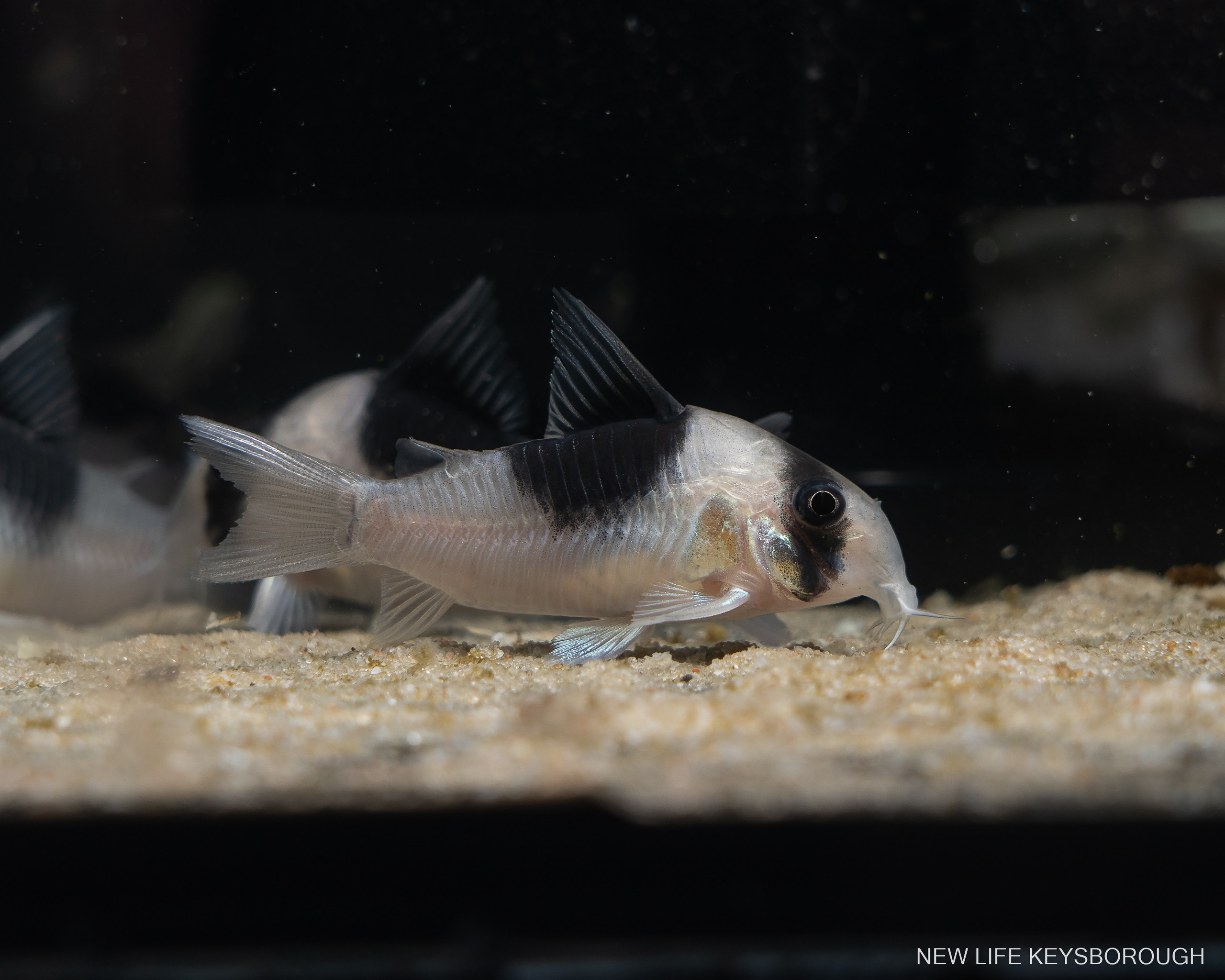 The Corydoras - New Life Keysborough